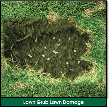 Lawn Grubs - Identify & Treat Lawn Grub Infestations Now!